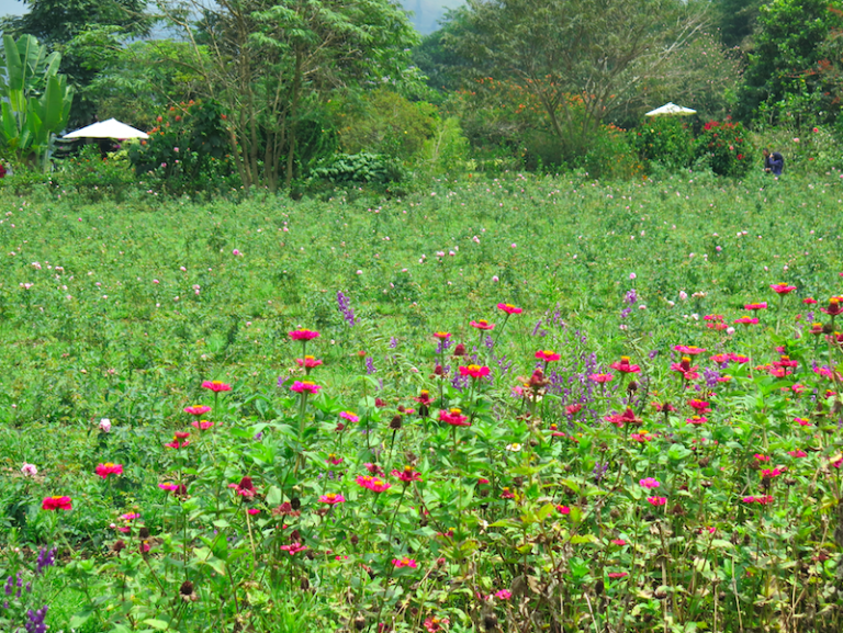 Indonesia A-Z | Staycation di Garut? Ke Kebun Mawar Situhapa aja!