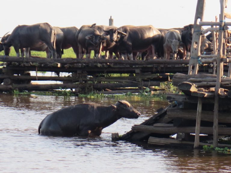 Kerbau Rawa: Save The Best for Last! - Indonesia A-Z